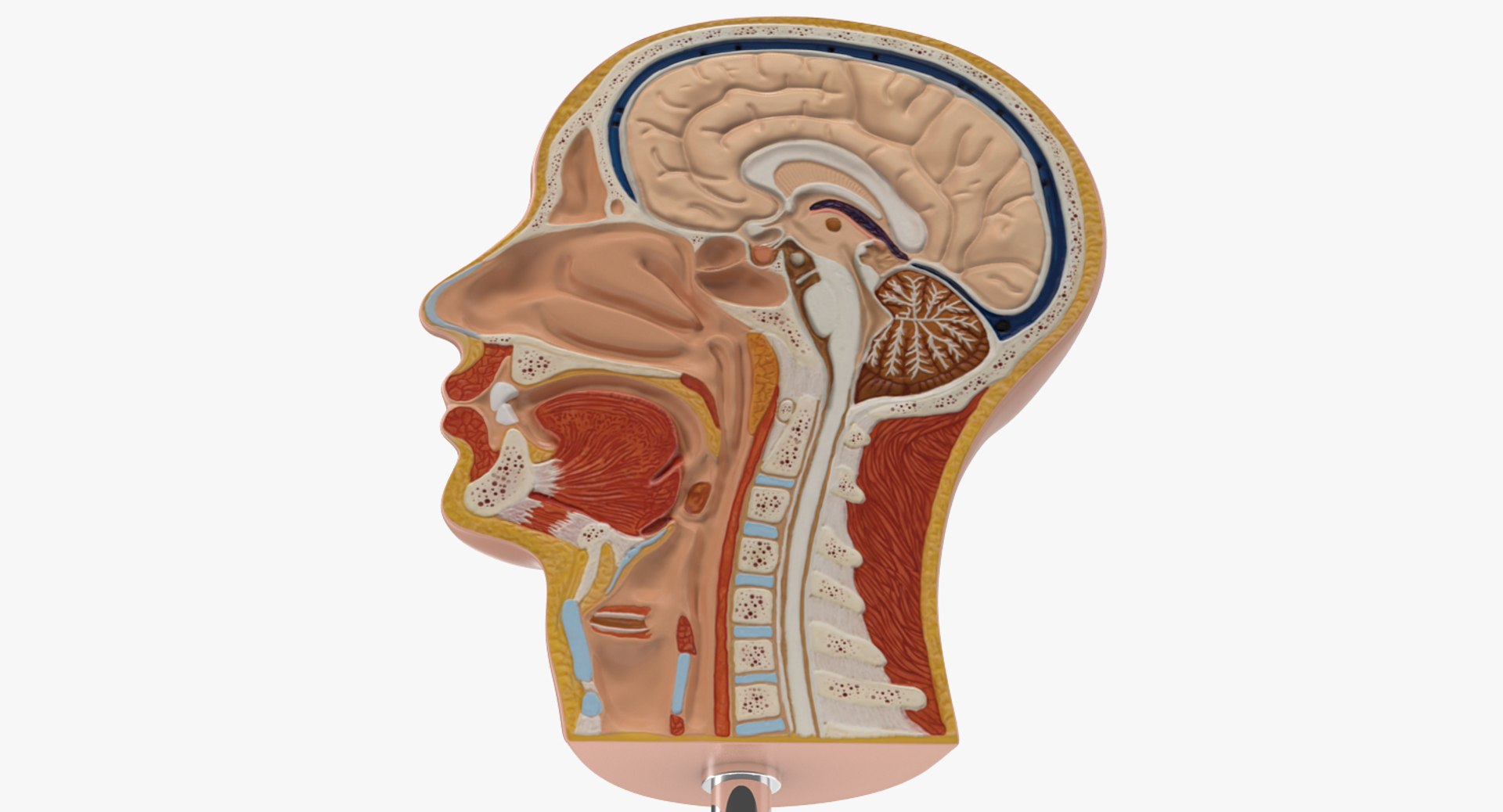 3D Section Human Head Anatomy - TurboSquid 1241365