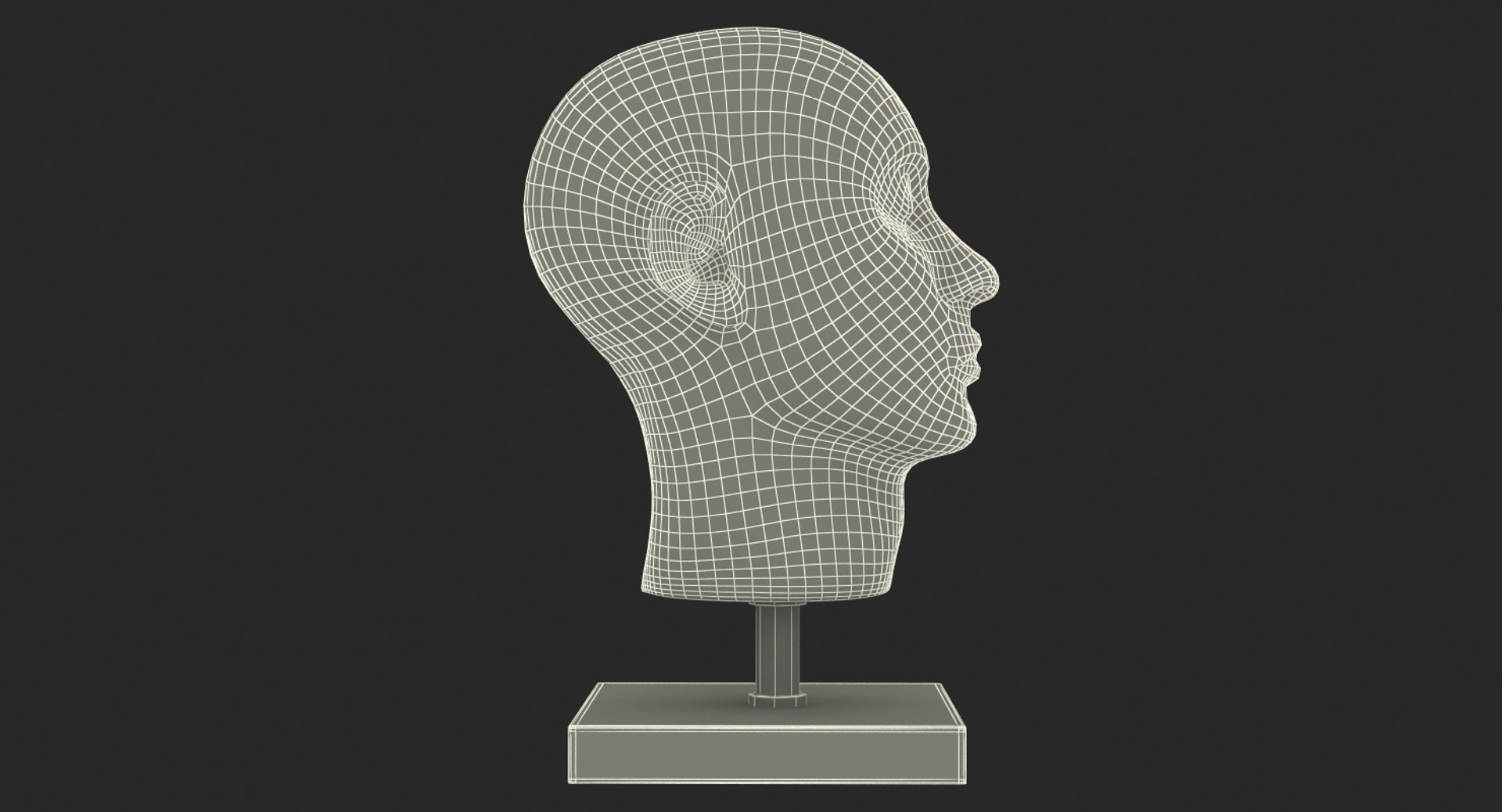 3D Section Human Head Anatomy - TurboSquid 1241365