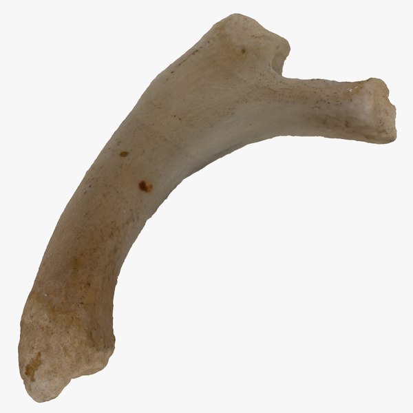 Kangaroo Red-necked Wallaby (Macropus rufogriseus) Rib T1 RAW Scan 3D ...