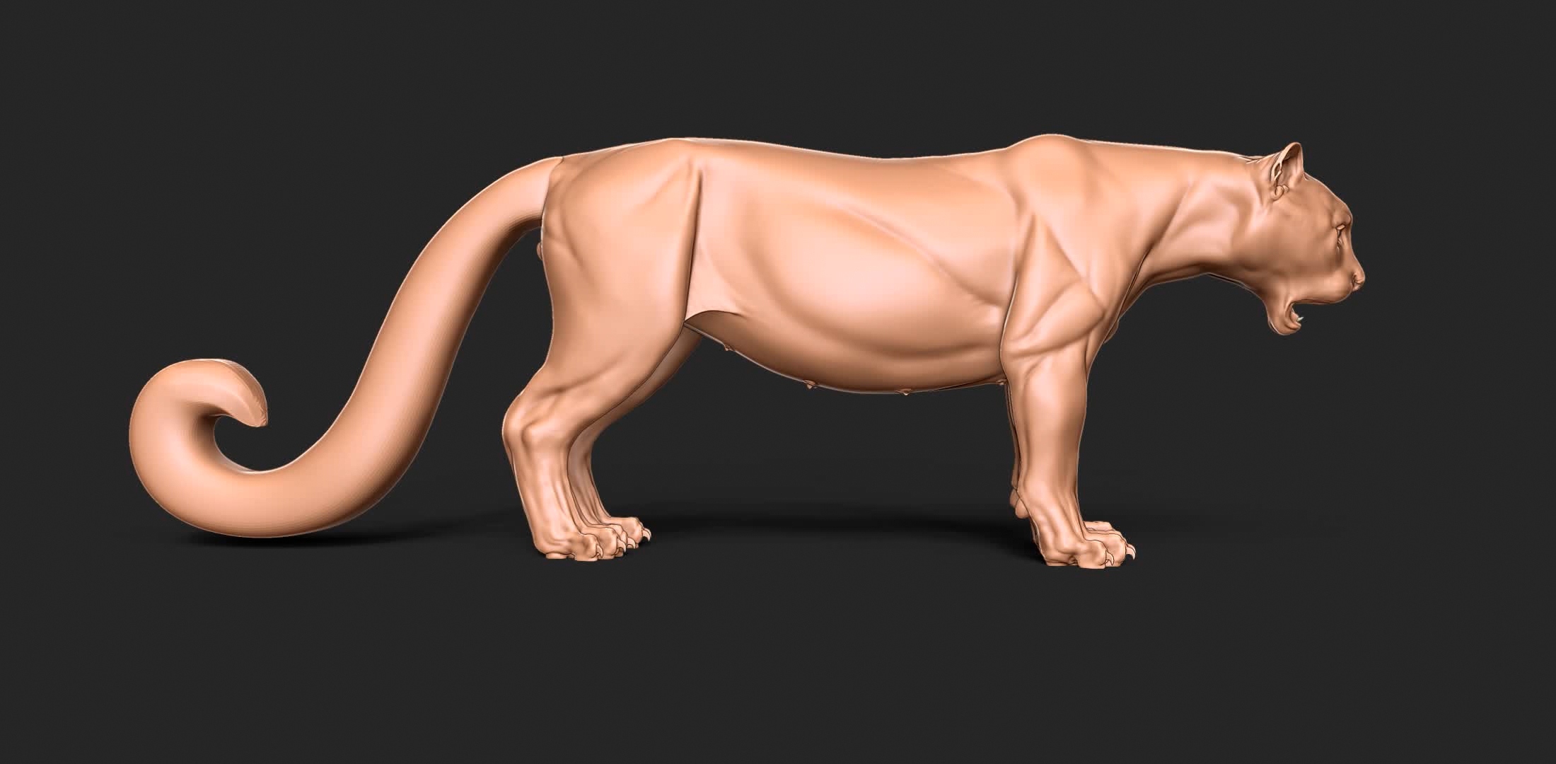 Snow Leopard Cub Primary Forms Zbrush Sculpt 3D - TurboSquid 1820142