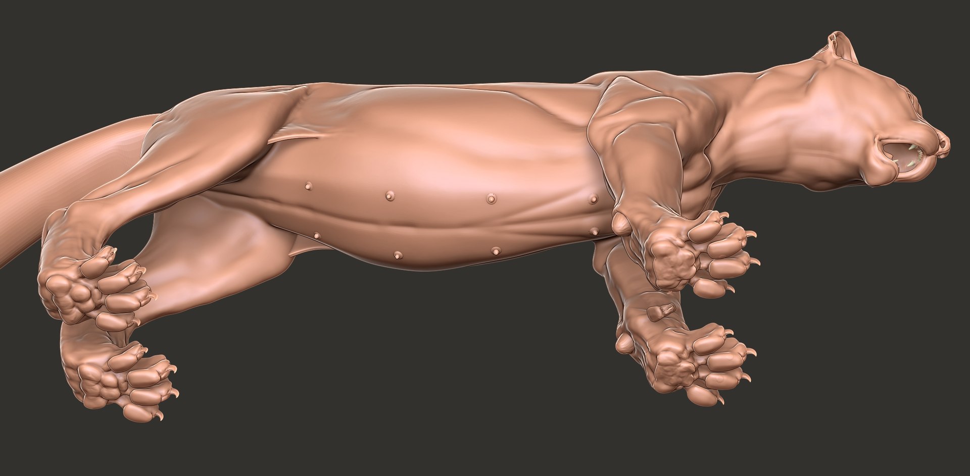 Snow Leopard Cub Primary Forms Zbrush Sculpt 3D - TurboSquid 1820142