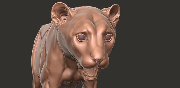 Snow Leopard Cub Primary Forms Zbrush Sculpt 3D - TurboSquid 1820142