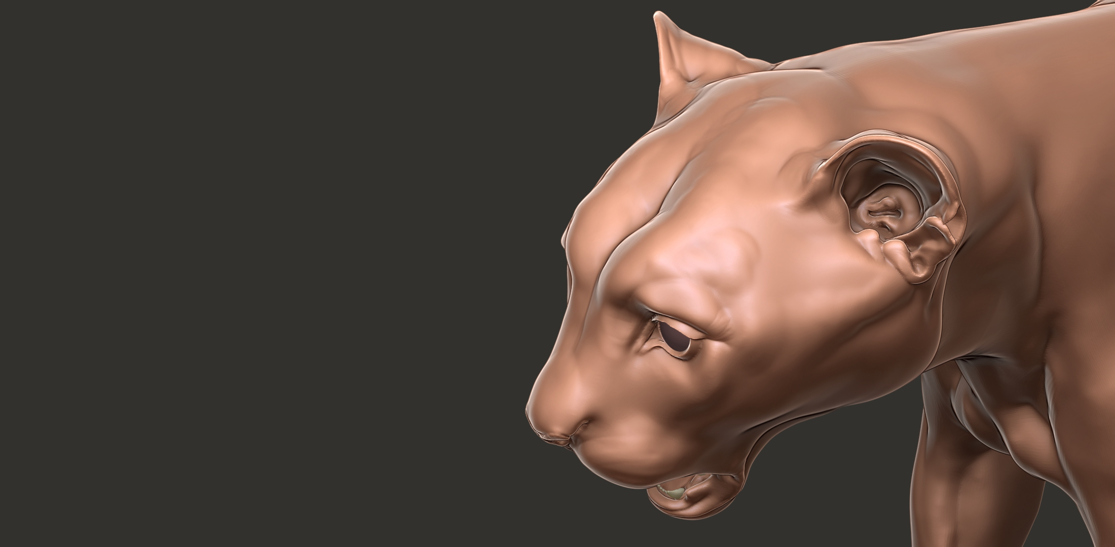 Snow Leopard Cub Primary Forms Zbrush Sculpt 3D - TurboSquid 1820142