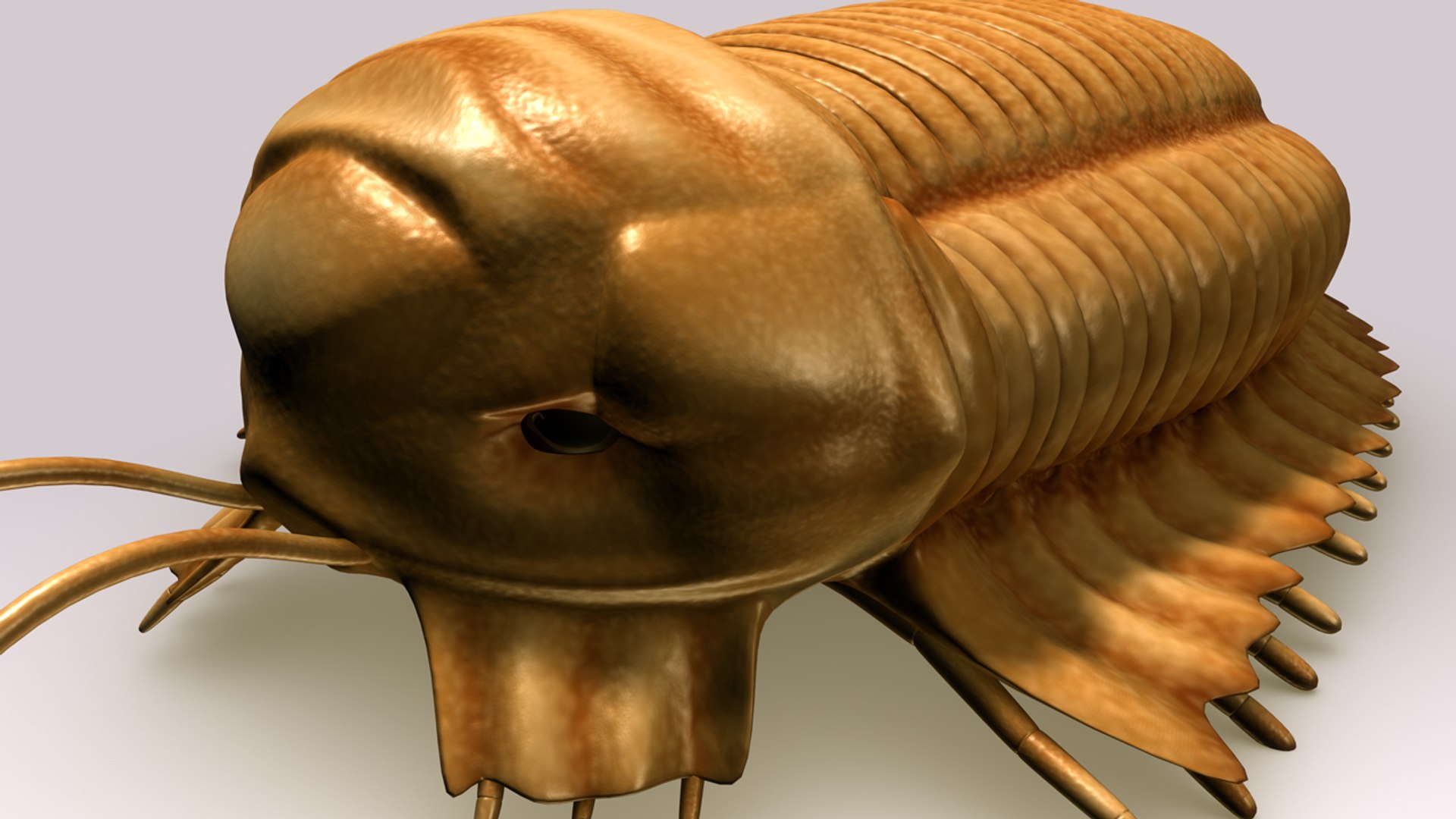 Maya Triarthrus Animal Taxon
