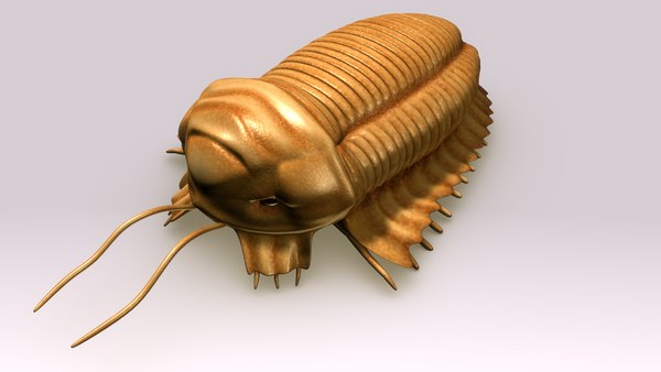 modelo 3d Triarthrus - TurboSquid 772201