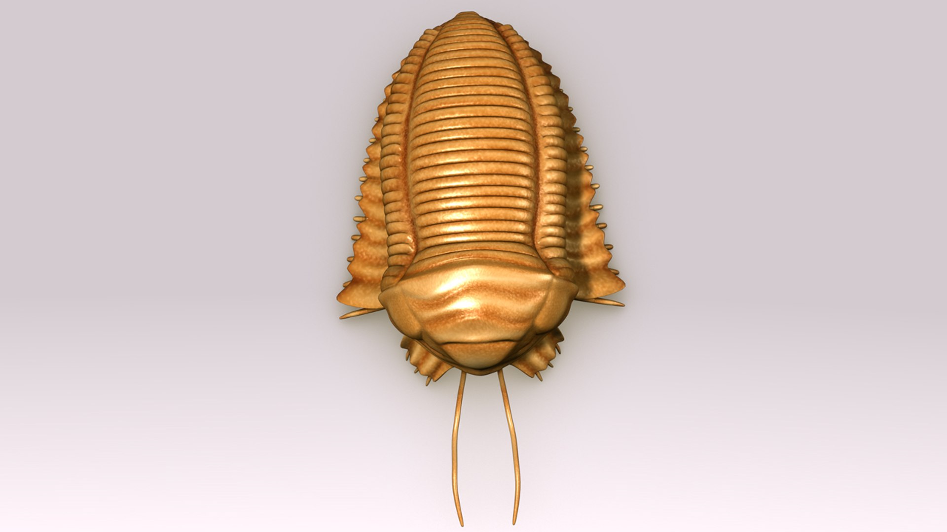 Maya Triarthrus Animal Taxon
