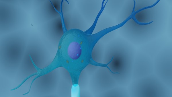 3D Neuron 3D Model model - TurboSquid 1725788