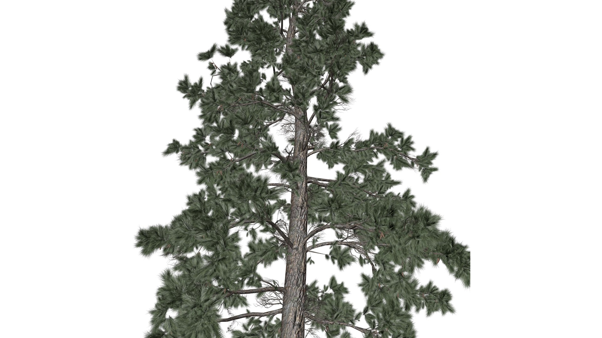 Eastern White Pine - 10 - Model - TurboSquid 2373460