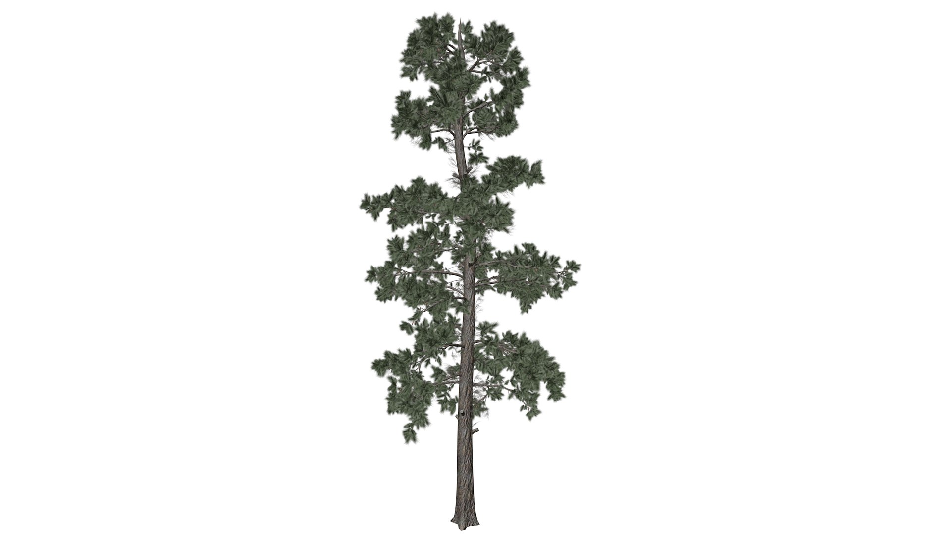 Eastern White Pine - 10 - Model - TurboSquid 2373460