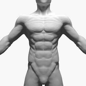 blender human torso