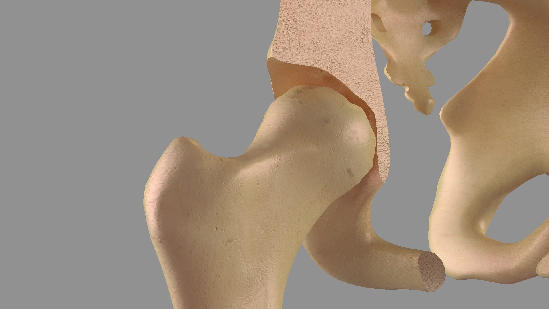 Hip Pelvis femoral head human organs skeleton 3D model - TurboSquid 2008302