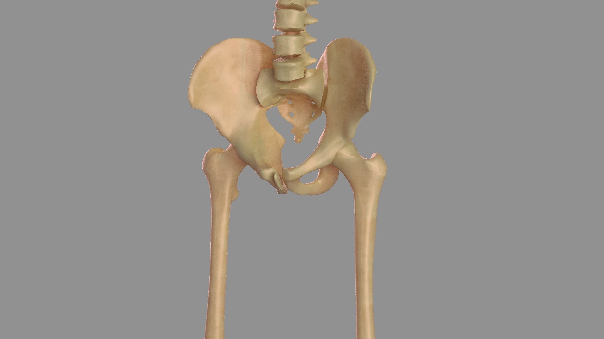 Hip Pelvis femoral head human organs skeleton 3D model - TurboSquid 2008302