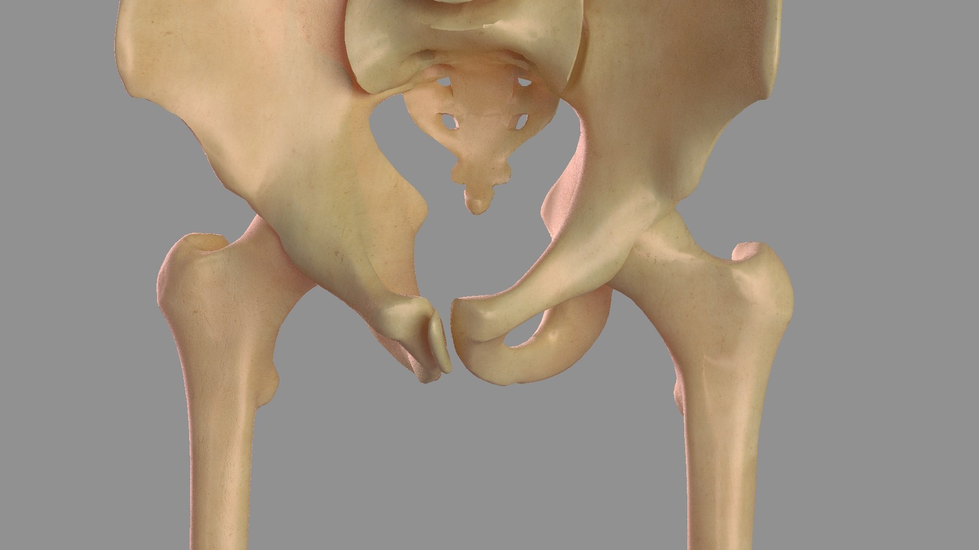 Hip Pelvis femoral head human organs skeleton 3D model - TurboSquid 2008302