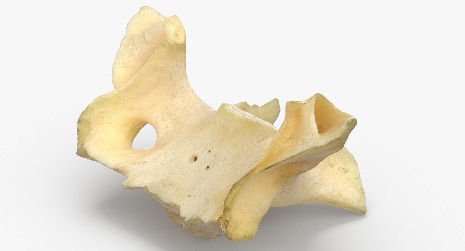 Domestic Calf Bos Primigenius 3D Model - TurboSquid 1577821