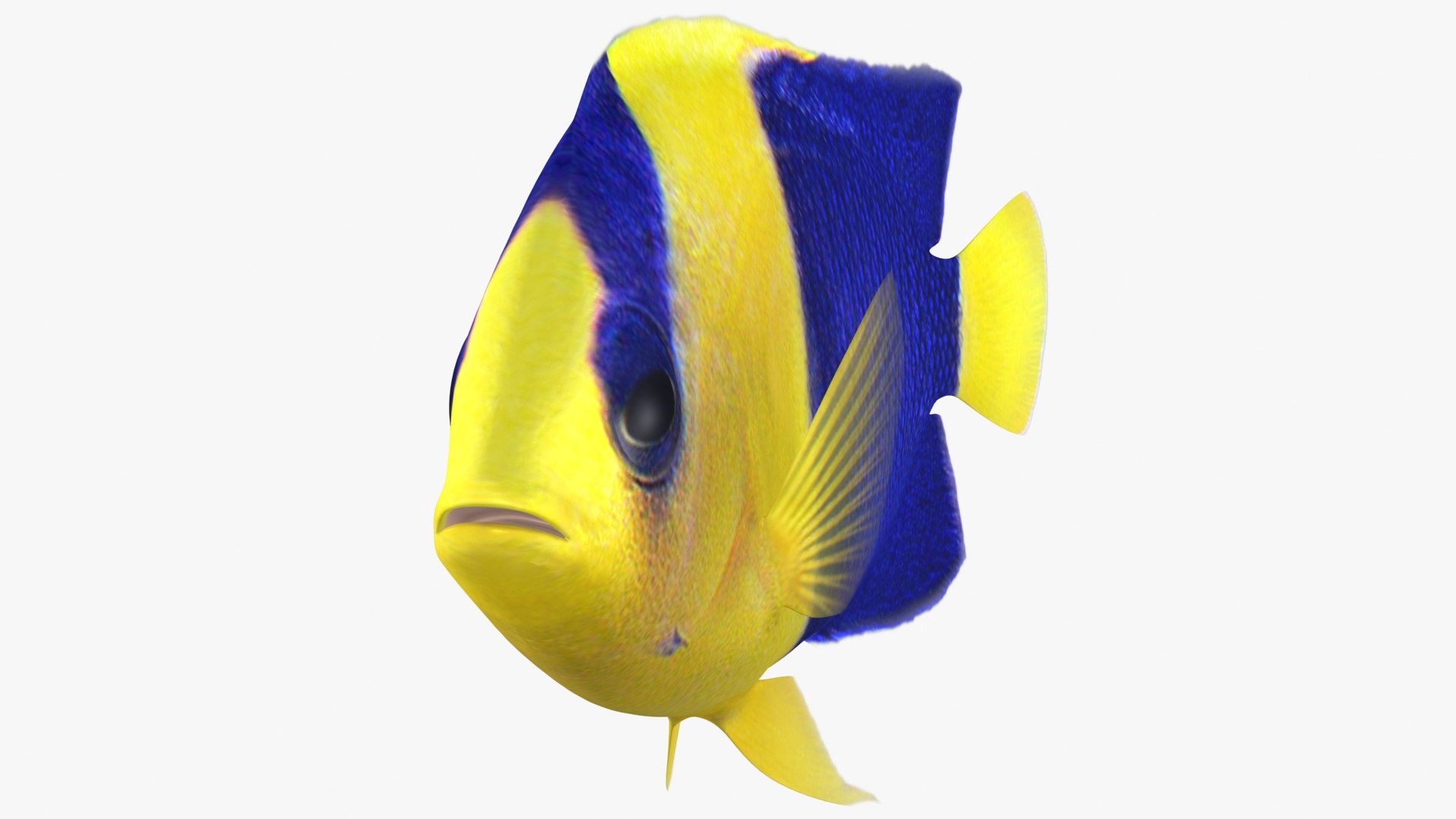 Bicolor Angelfish Rigged 3D Model - TurboSquid 1516493