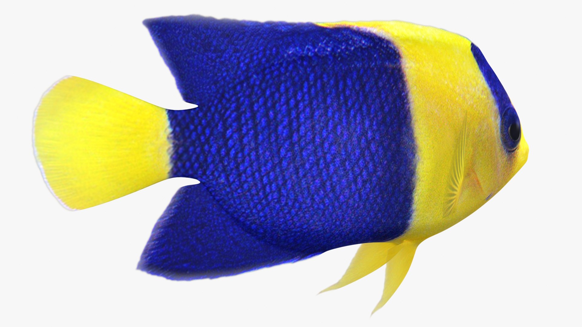 Bicolor Angelfish Rigged 3D Model - TurboSquid 1516493