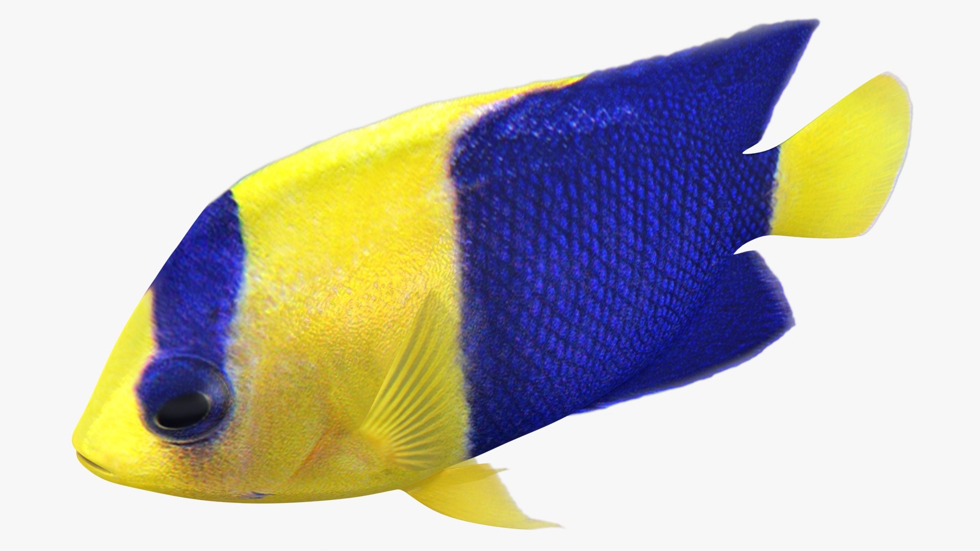 Bicolor Angelfish Rigged 3D Model - TurboSquid 1516493