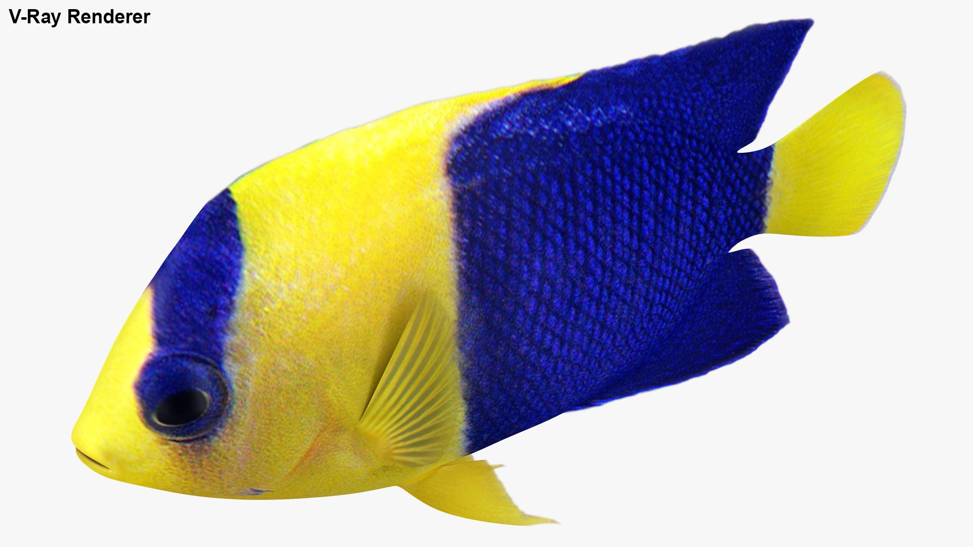 Bicolor Angelfish Rigged 3D Model - TurboSquid 1516493