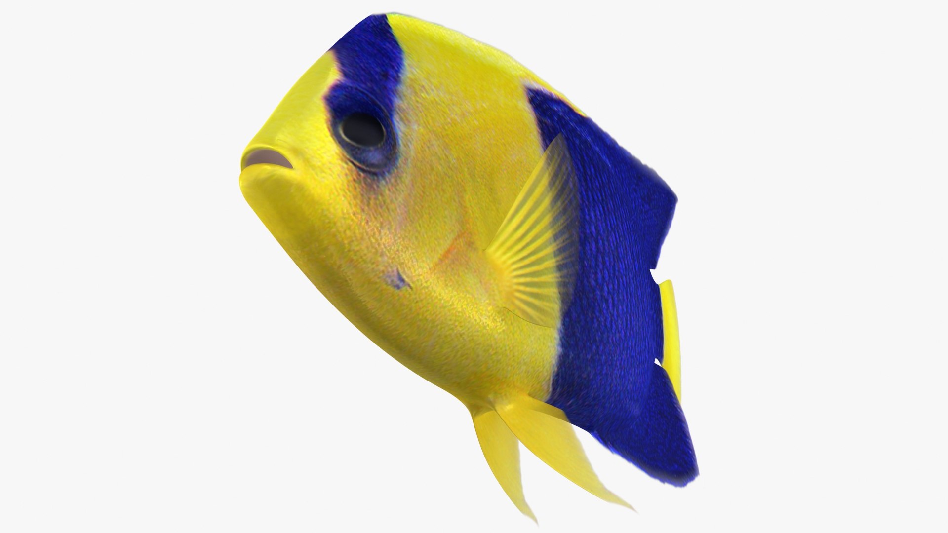 Bicolor Angelfish Rigged 3D Model - TurboSquid 1516493
