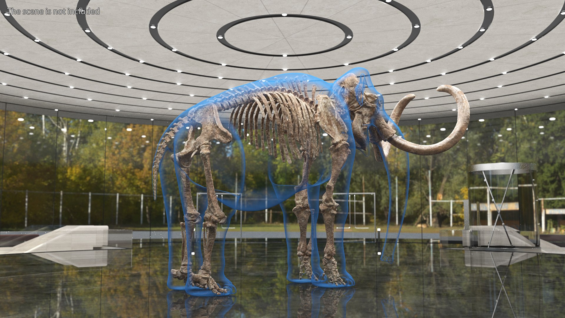 3D Adult Mammoth Old Skeleton Shell Rigged For Modo Model - TurboSquid ...