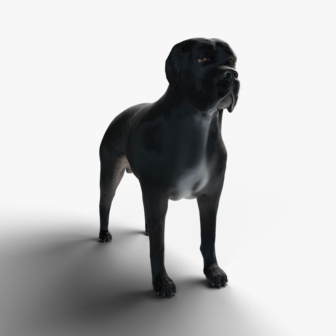 3D Model Cane Corso Dog - TurboSquid 1936776