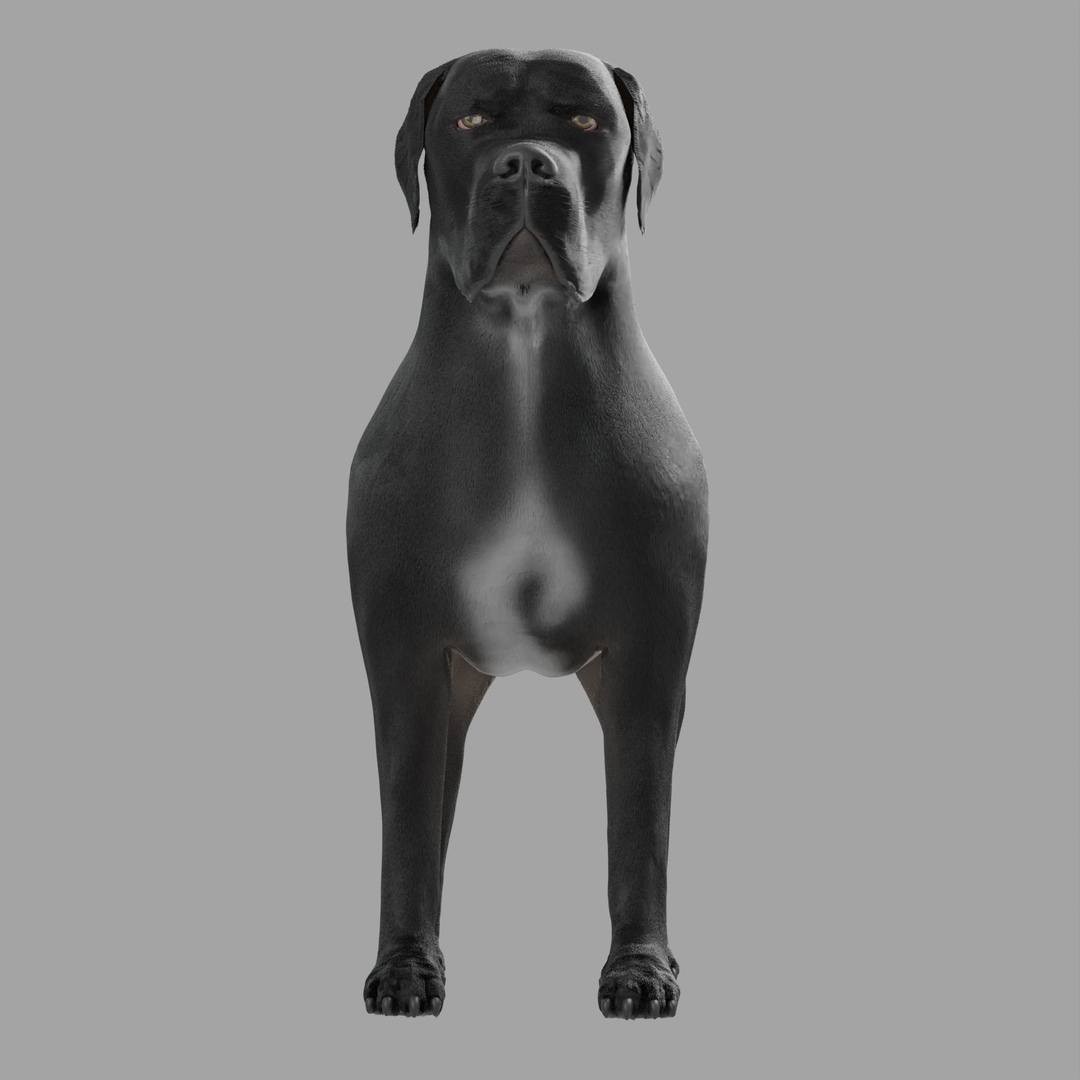 3D Model Cane Corso Dog - TurboSquid 1936776