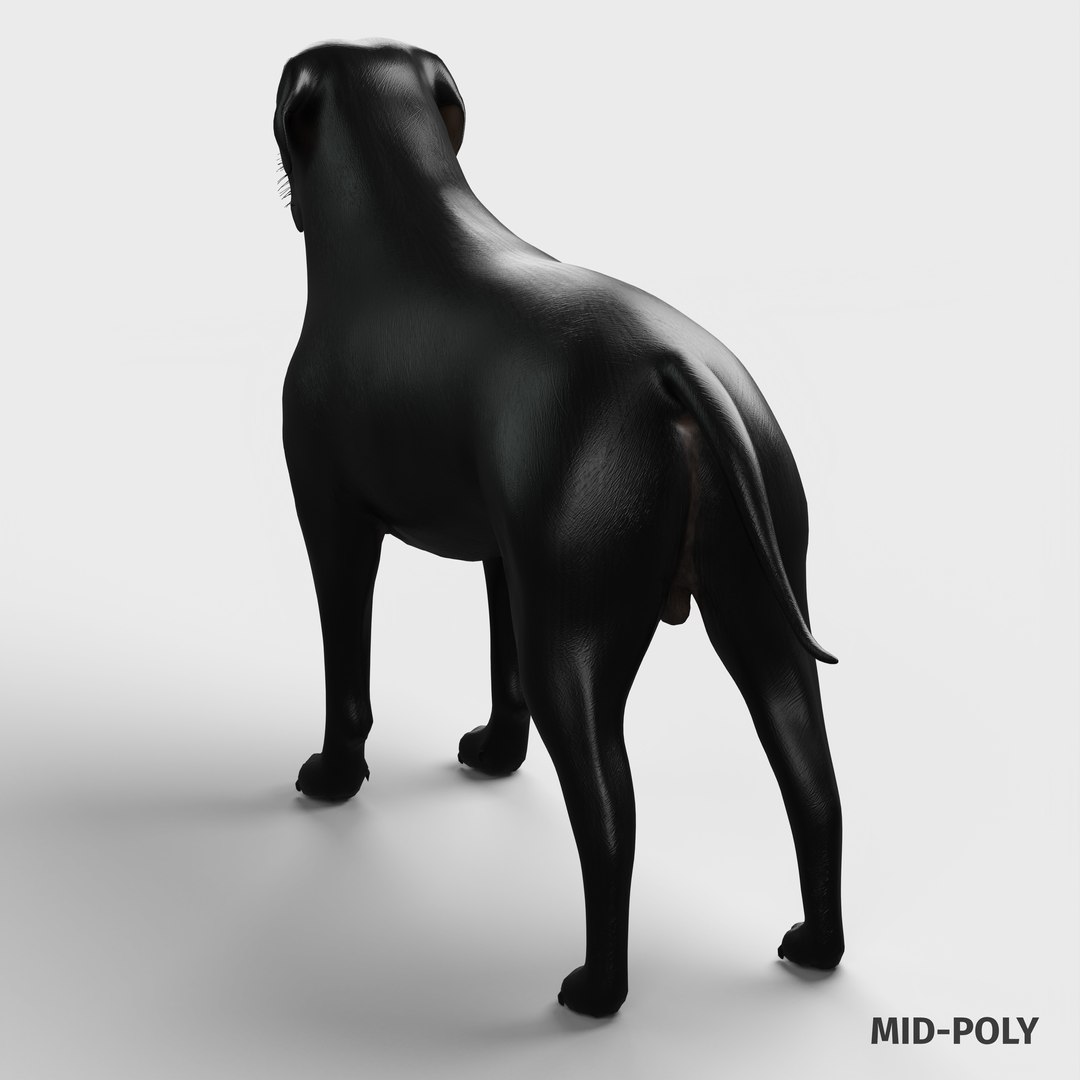 3D Model Cane Corso Dog - TurboSquid 1936776
