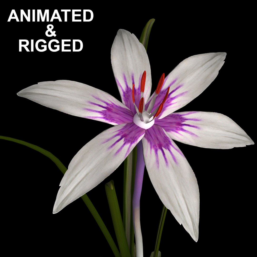 Flowers open animation 3D model - TurboSquid 1588181