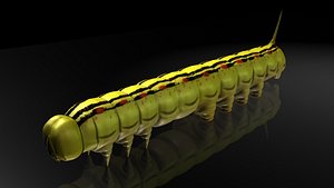 Larvae 3D Models for Download | TurboSquid