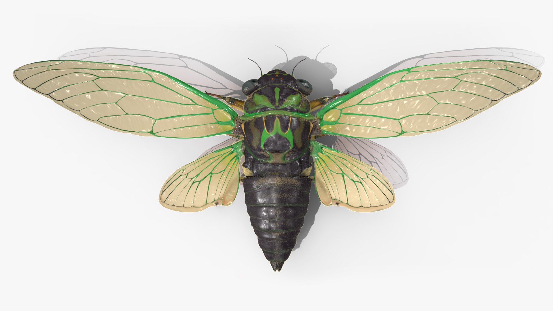 3D Cicada Fur model - TurboSquid 2054488