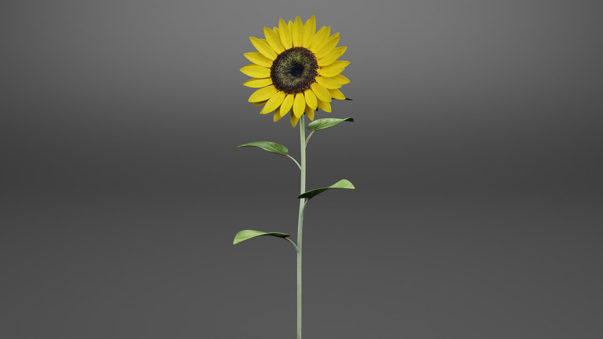 Sunflower Model - TurboSquid 1949604