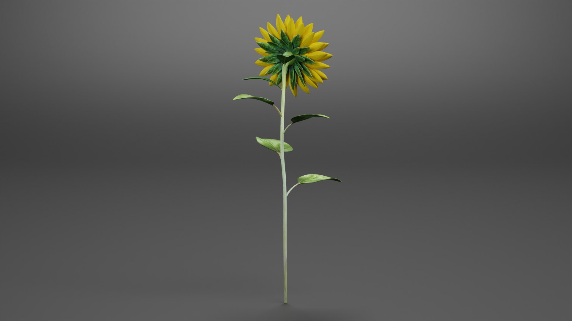 Sunflower Model - TurboSquid 1949604