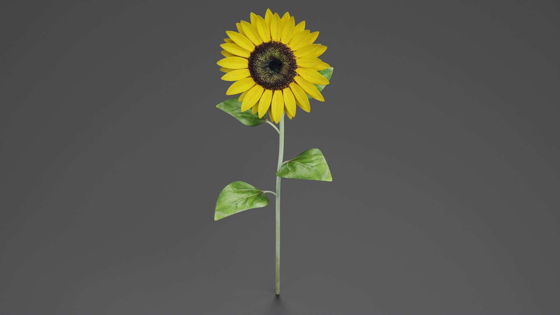 Sunflower Model - TurboSquid 1949604