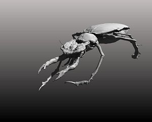 Free Insect 3D Models for Download | TurboSquid