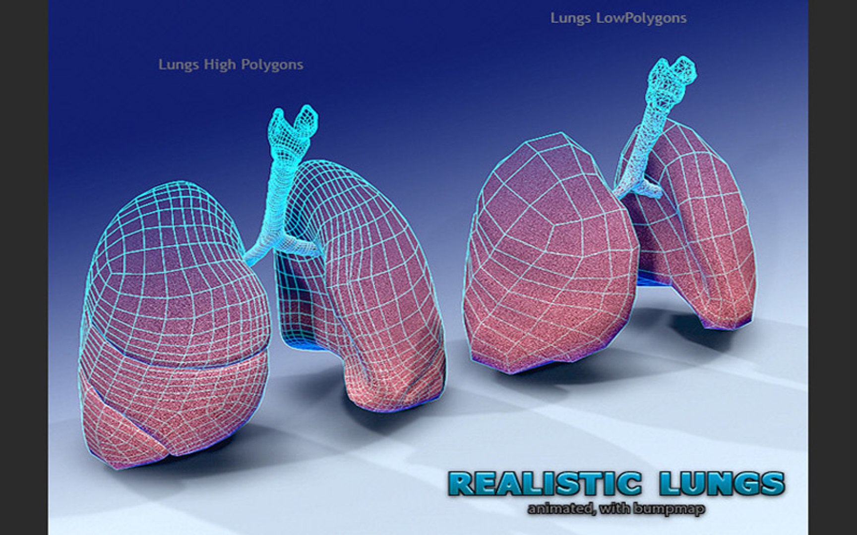 3d Lungs