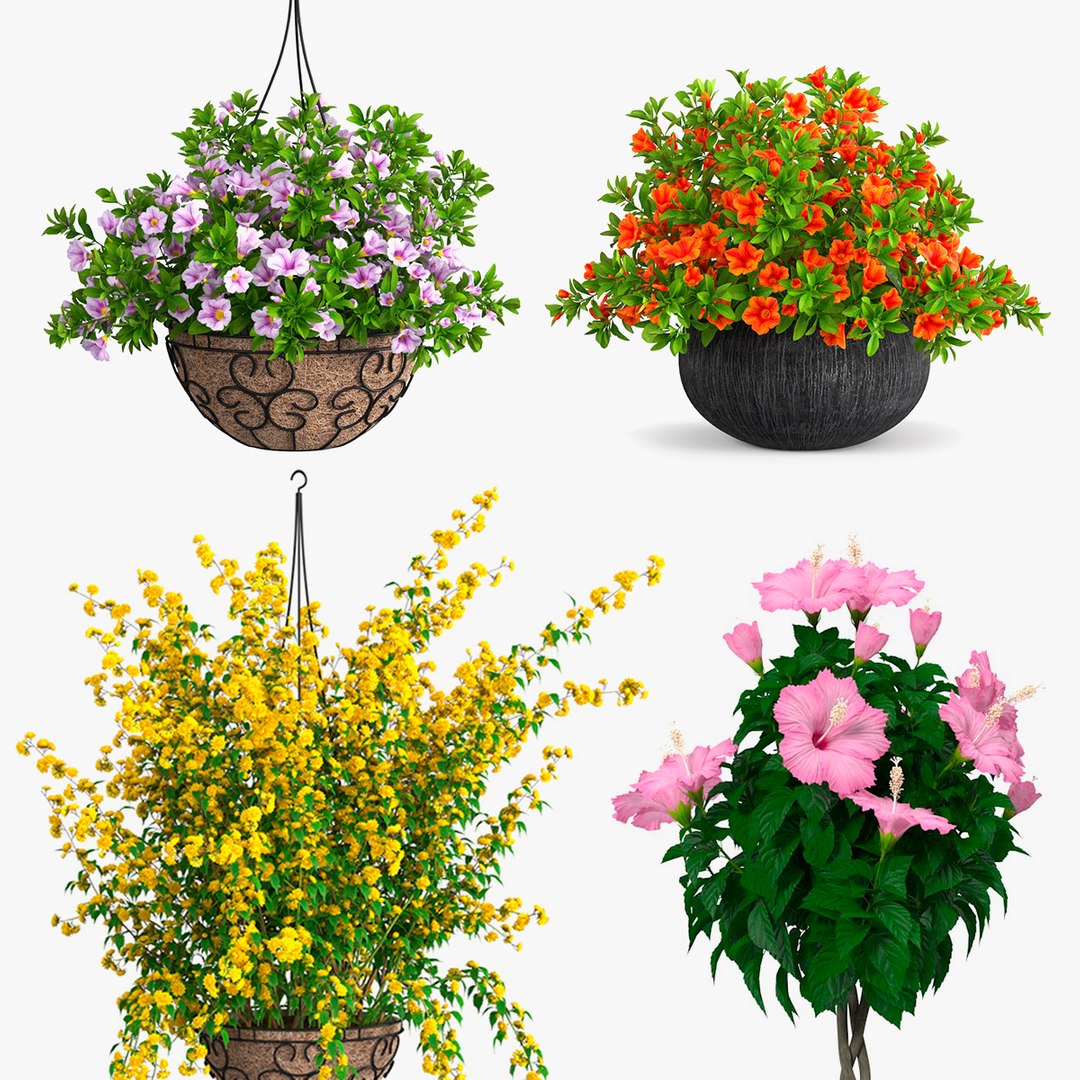 Blooming Flowers In Pot Collection 2 3D Model - TurboSquid 2553379