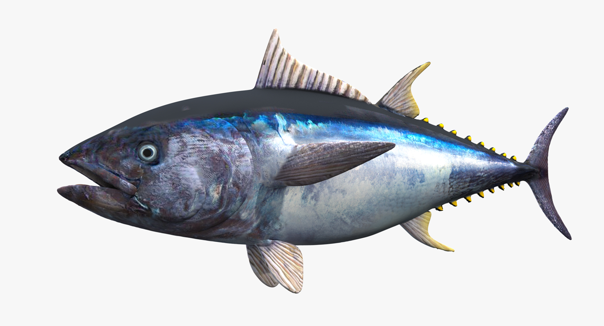 참 다랑어 3D 모델 - TurboSquid 1230656