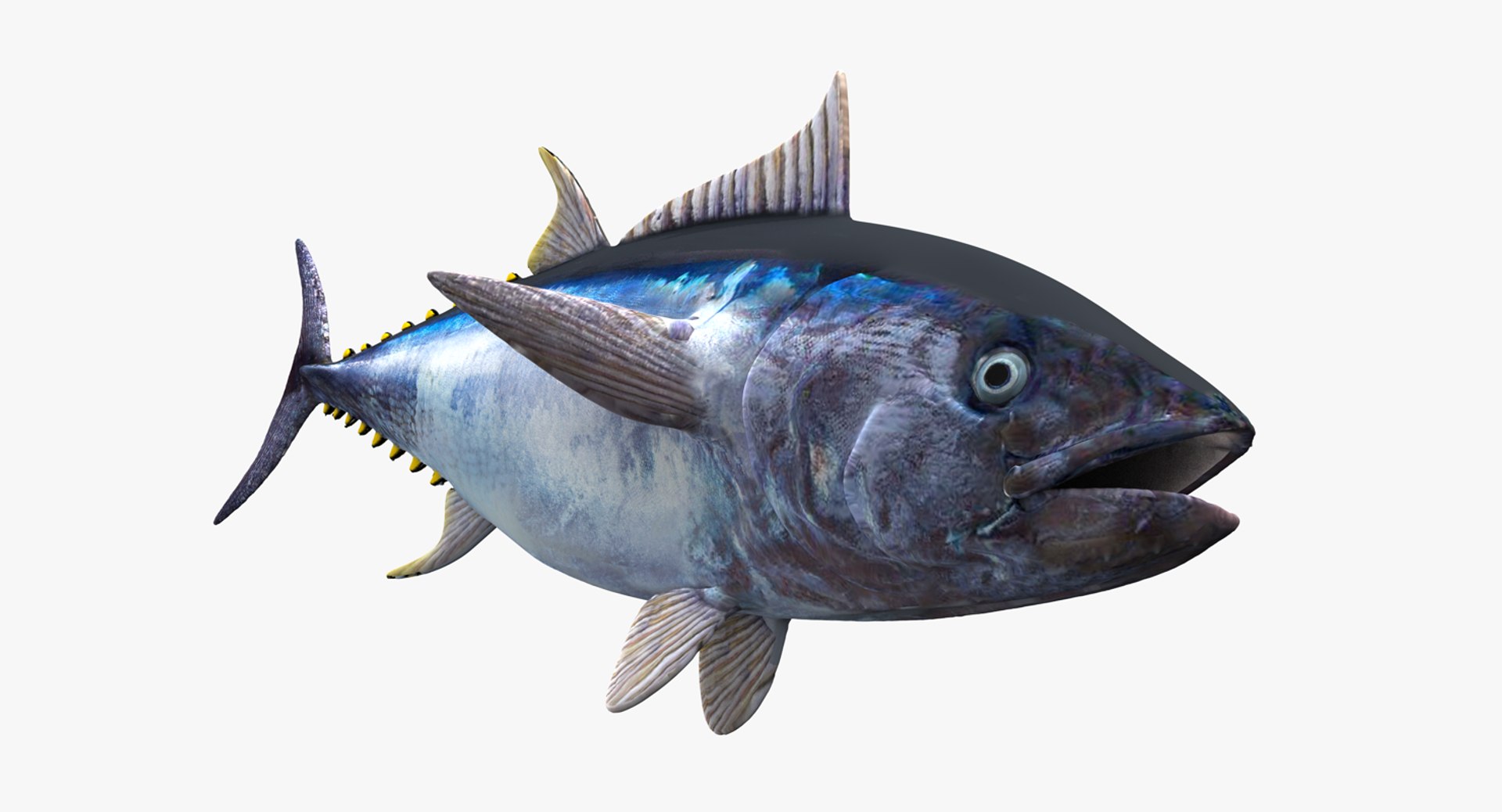 Bluefin Tuna 3D Model - TurboSquid 1230656