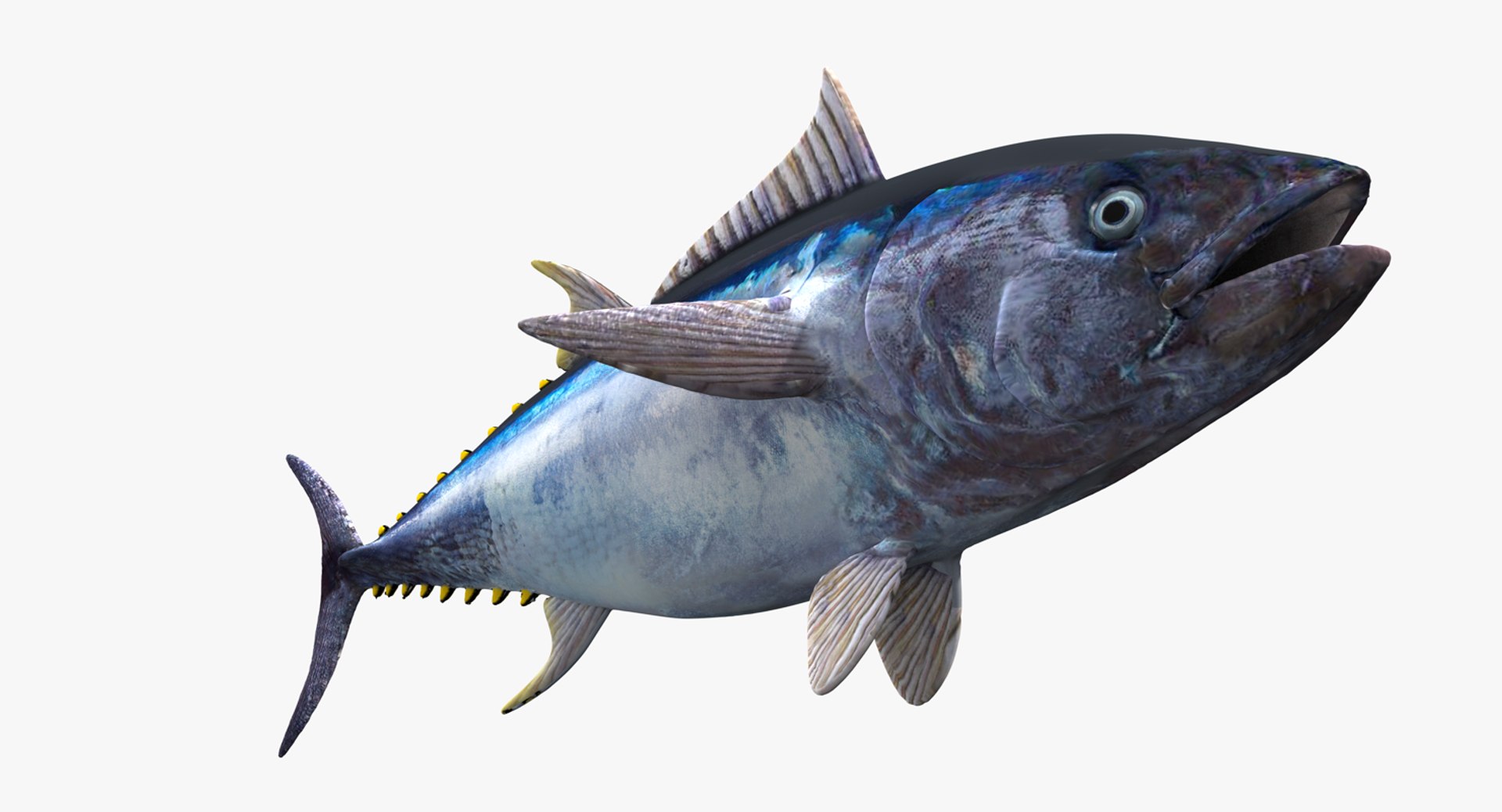 Bluefin Tuna 3D Model - TurboSquid 1230656