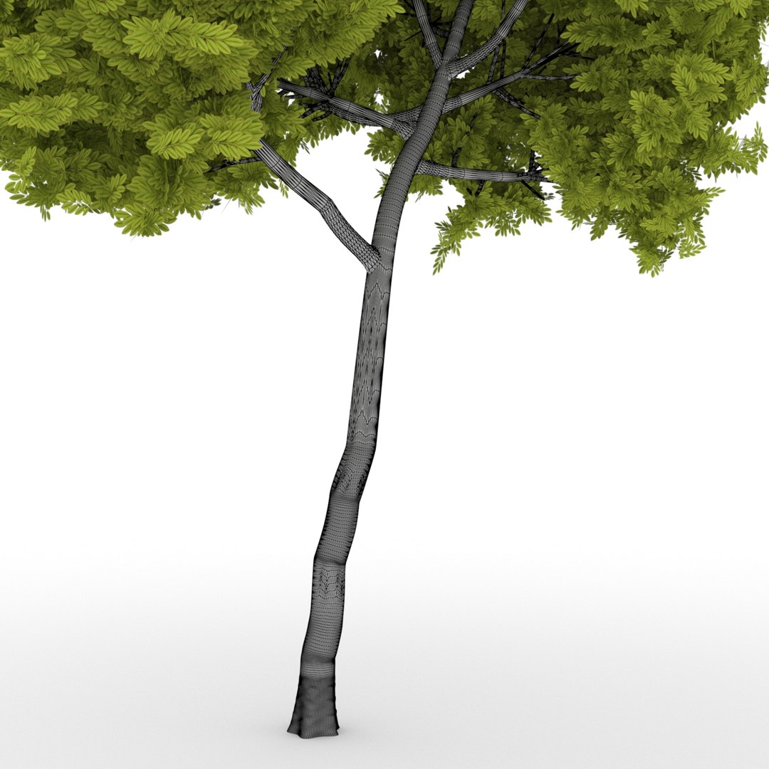 3D model honey locust tree gleditsiatriacanthos - TurboSquid 1188061
