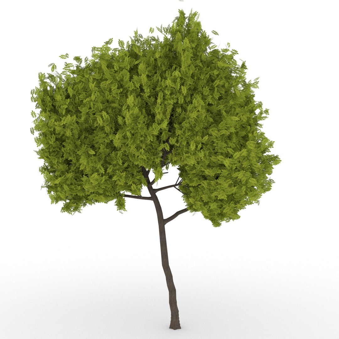 3D model honey locust tree gleditsiatriacanthos - TurboSquid 1188061