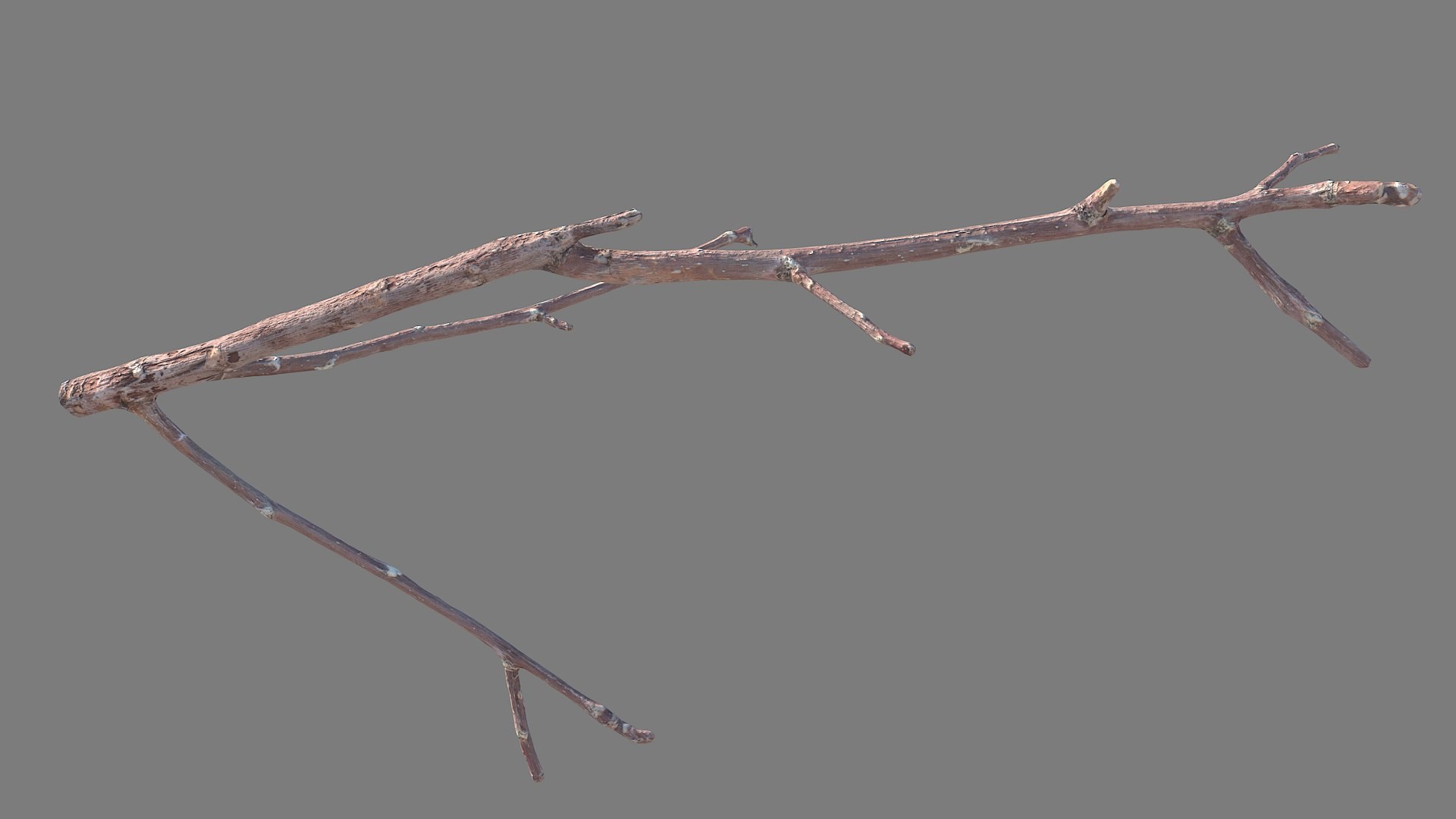 3D Model Twig Scanned 01 - TurboSquid 2088192