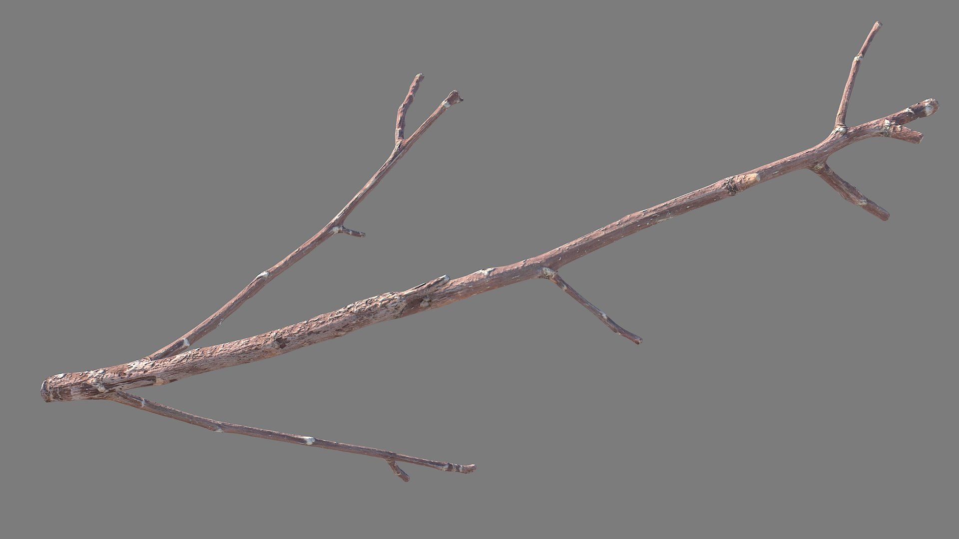 3D Model Twig Scanned 01 - TurboSquid 2088192