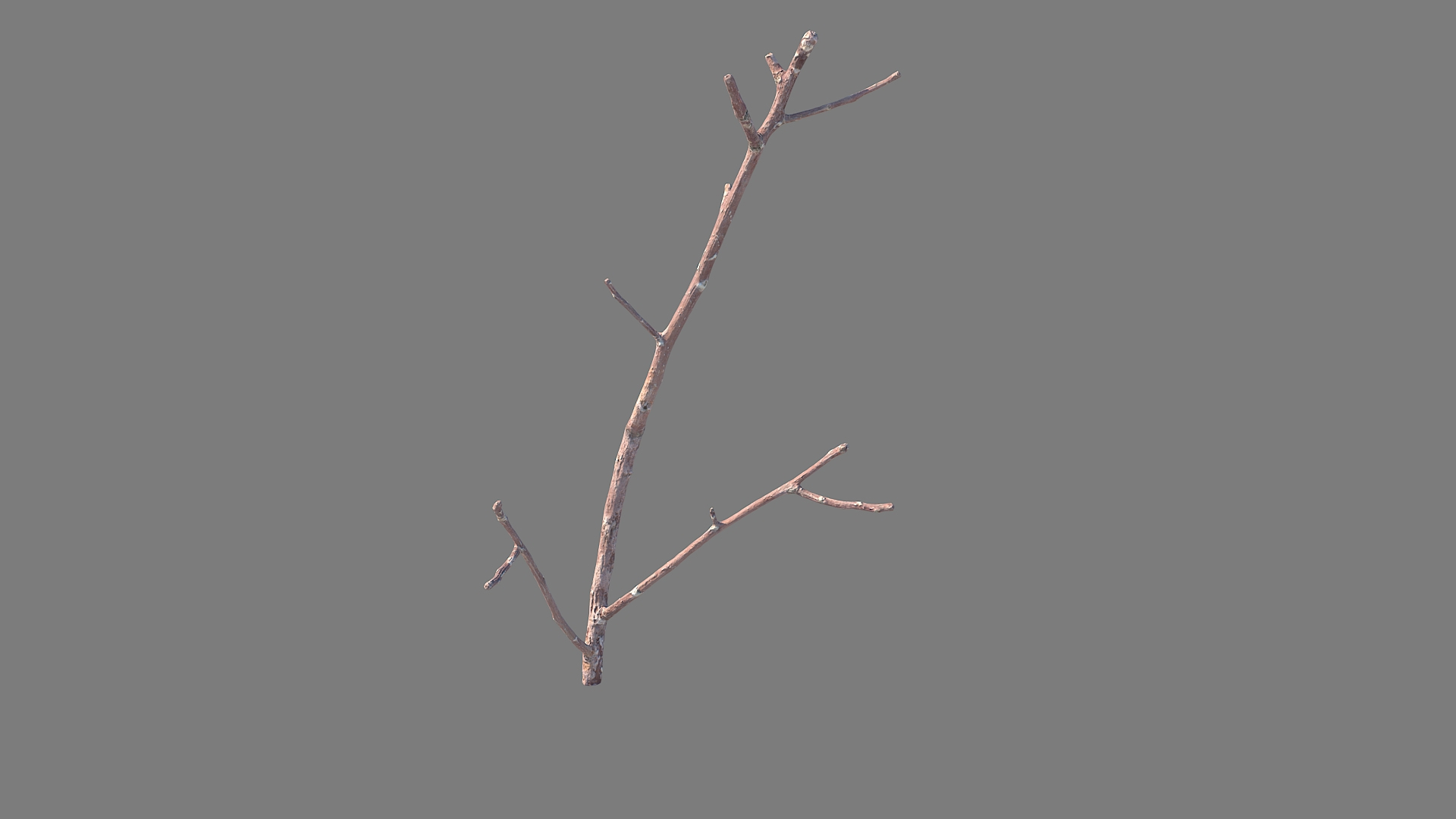 3D Model Twig Scanned 01 - TurboSquid 2088192