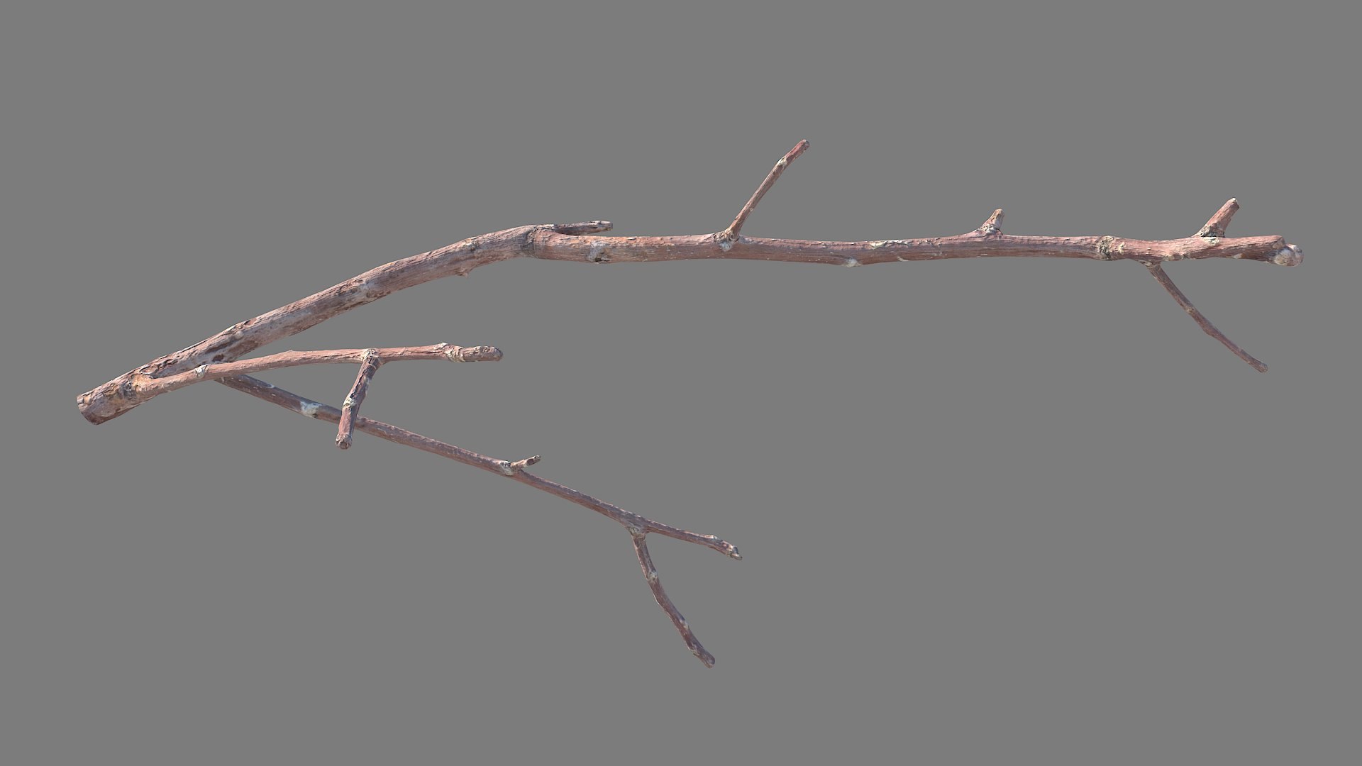 3D Model Twig Scanned 01 - TurboSquid 2088192