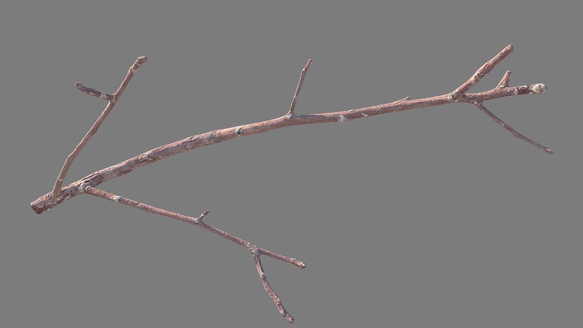 3D Model Twig Scanned 01 - TurboSquid 2088192