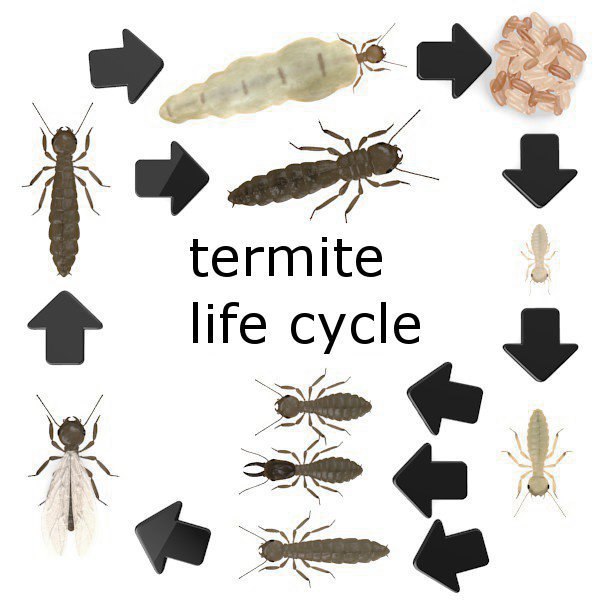 termite alate 3d model