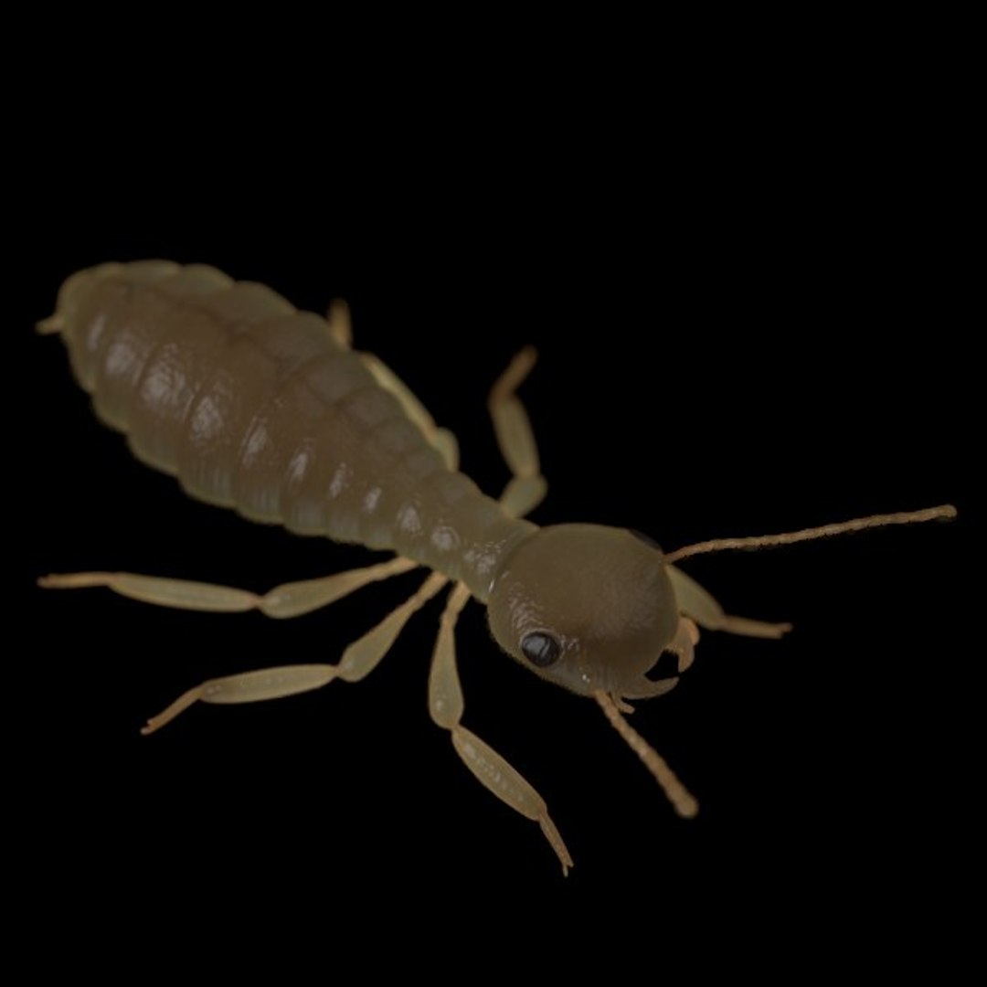 termite life 3d 3ds