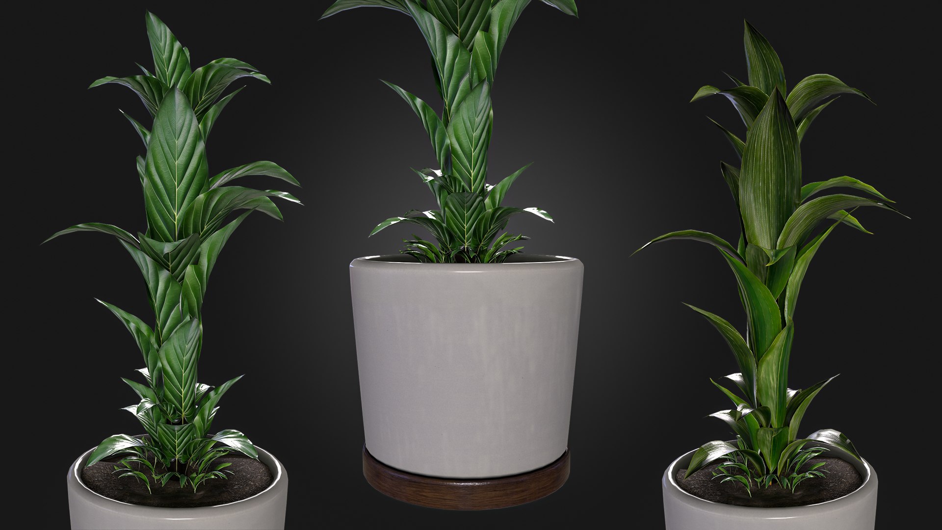 3D Plant model - TurboSquid 2146376