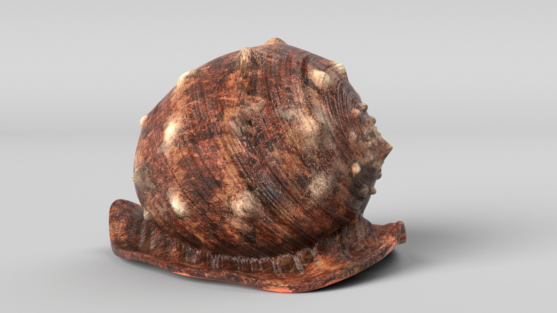 Seashell Shell Sea 3D - TurboSquid 1665773